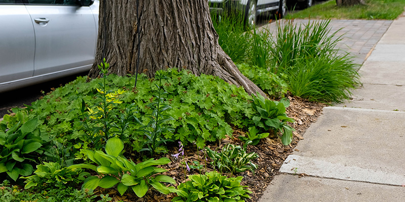 Boulevard Gardening | City of Edmonton