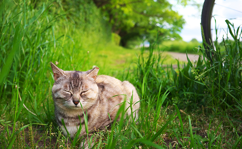 Public Trap Neuter Return Program | City of Edmonton